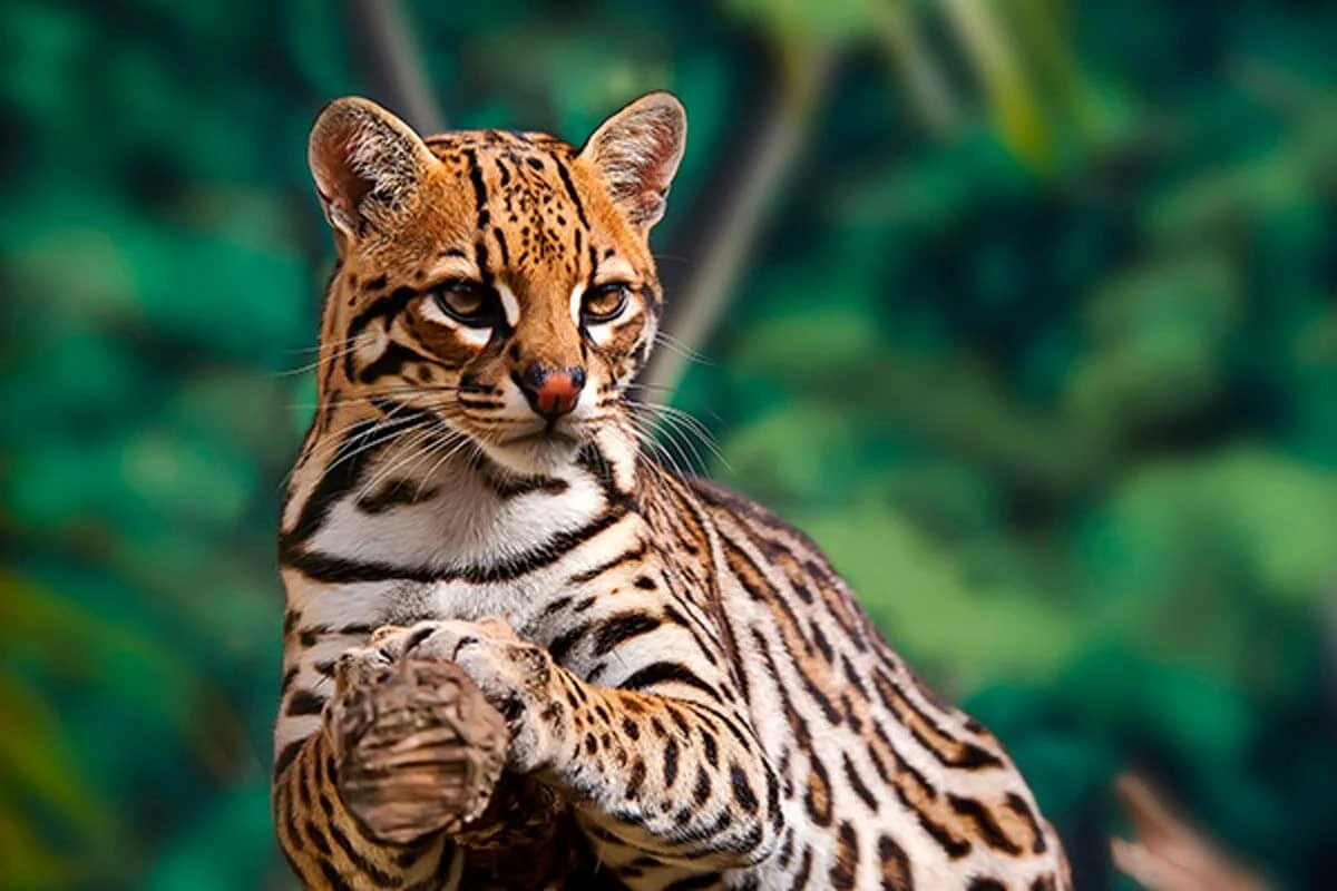 Ocelot | Animals Wiki | Fandom