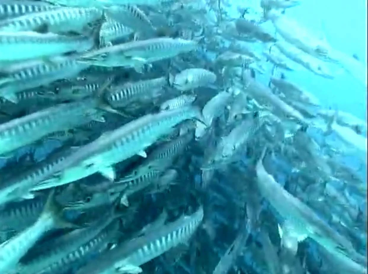 Blackfin Barracuda | Animals Wiki | Fandom