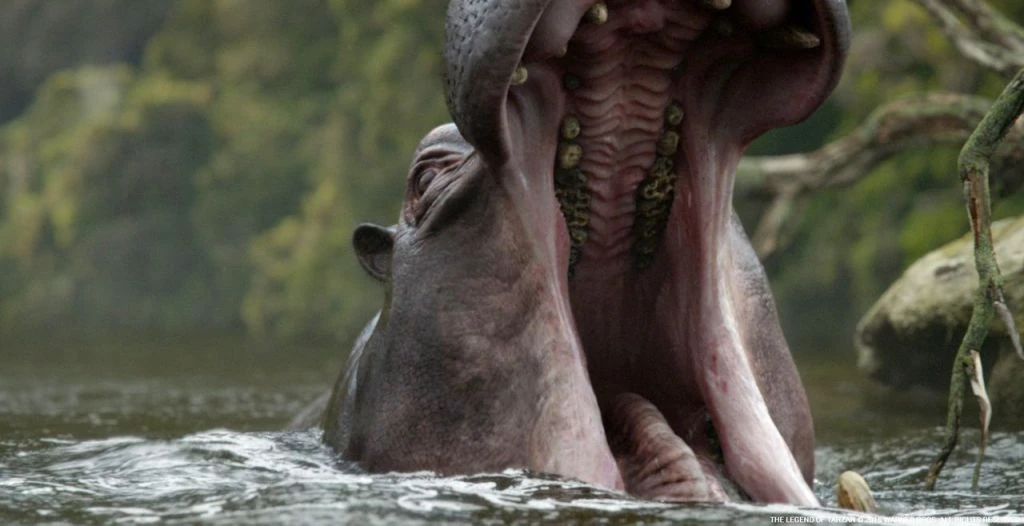 West African Hippopotamus | Animals Wiki | Fandom