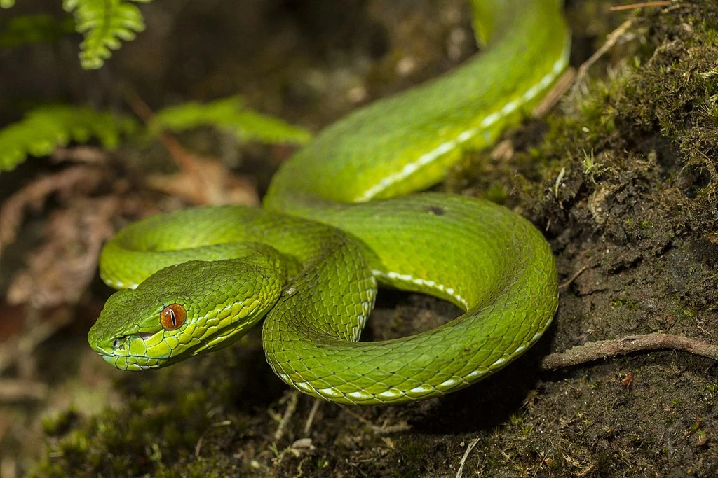 Chinese Pit Viper | Animals Wiki | Fandom