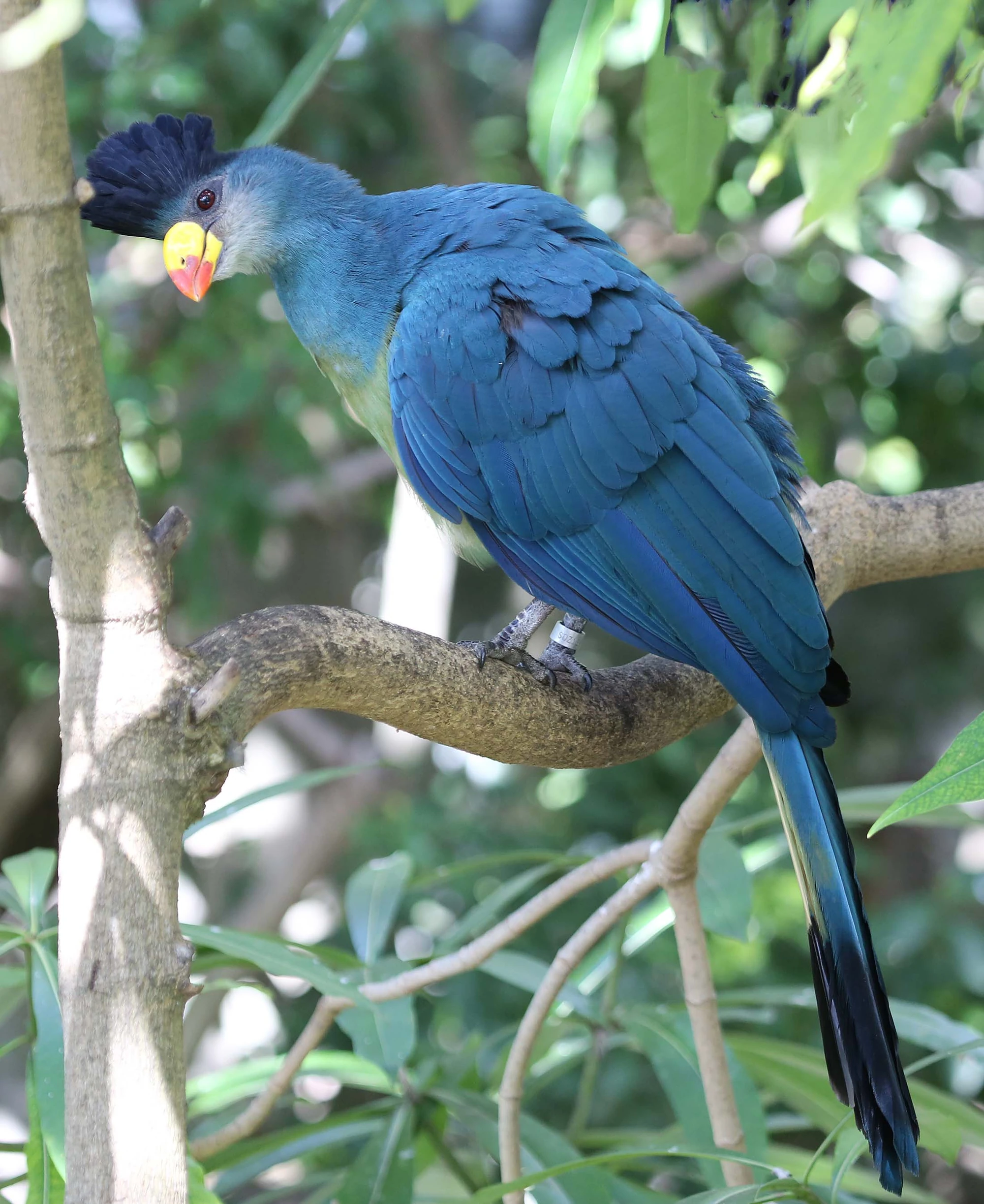 Great Blue Turaco | Animals Wiki | Fandom