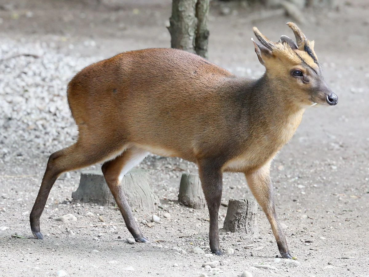 Reeves' Muntjac | Animals Wiki | Fandom