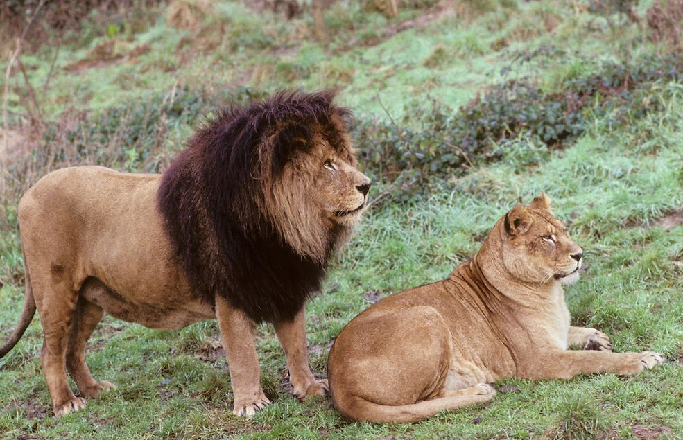 Category:African Lion Subspecies | Animals Wiki | Fandom