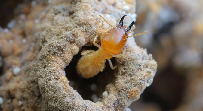 Mound-building Termite | Animals Wiki | Fandom