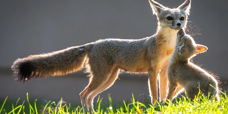 Kit Fox | Animals Wiki | Fandom