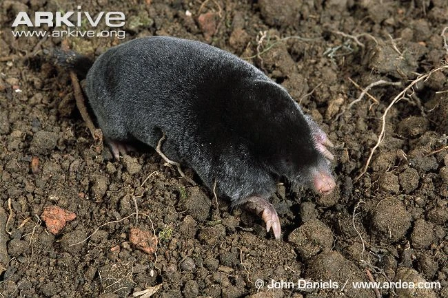 European Mole | Animals Wiki | Fandom
