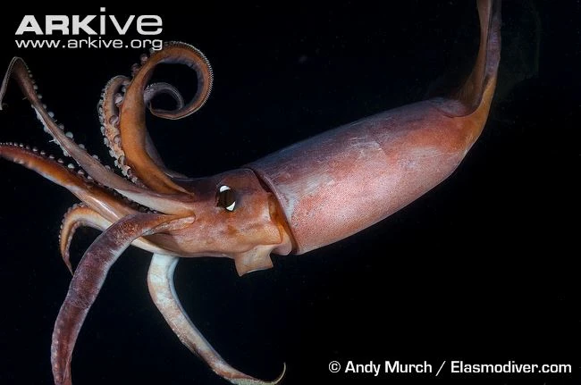 Humboldt Squid | Animals Wiki | Fandom