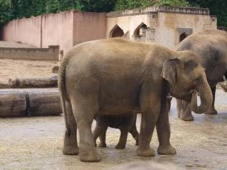 Javan Elephant | Animals Wiki | Fandom