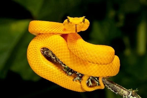 Eyelash Viper | Animals Wiki | Fandom
