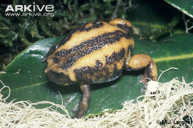 Bale Mountains Tree Frog | Animal Database | FANDOM powered by Wikia