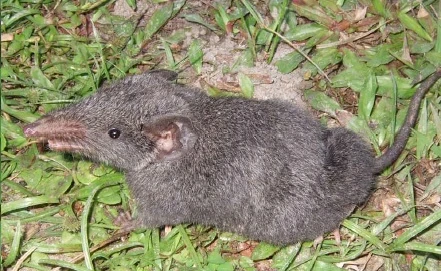 Long-eared Gymnure | Animal Database | Fandom