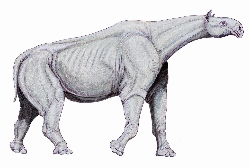 Paraceratherium | Animal Database | FANDOM powered by Wikia