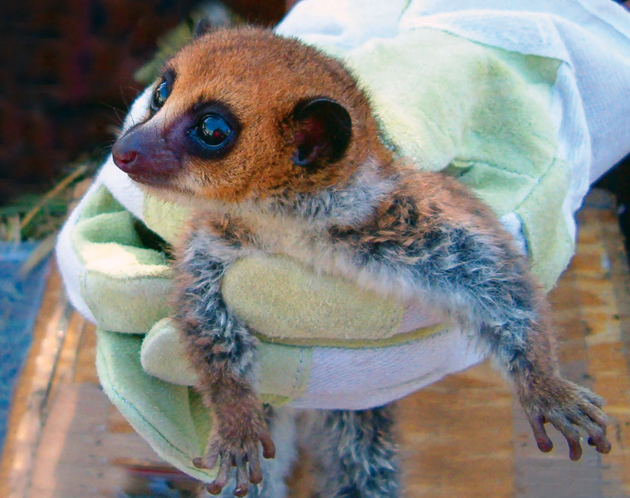 Category:Cheirogaleidae | Animal Database | FANDOM powered by Wikia