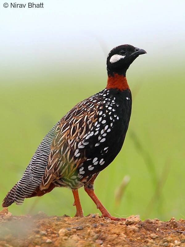 Black Francolin | Animal Database | Fandom