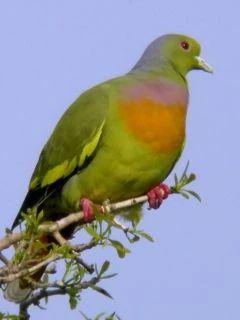 Orange-breasted Green Pigeon | Animal Database | Fandom