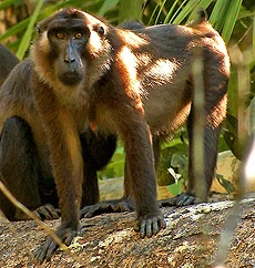 Siberut Macaque | Animal Database | Fandom
