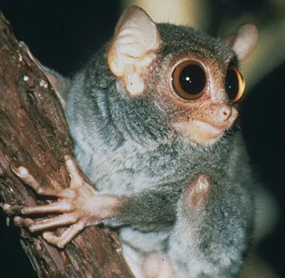 Peleng Tarsier | Animal Database | FANDOM powered by Wikia