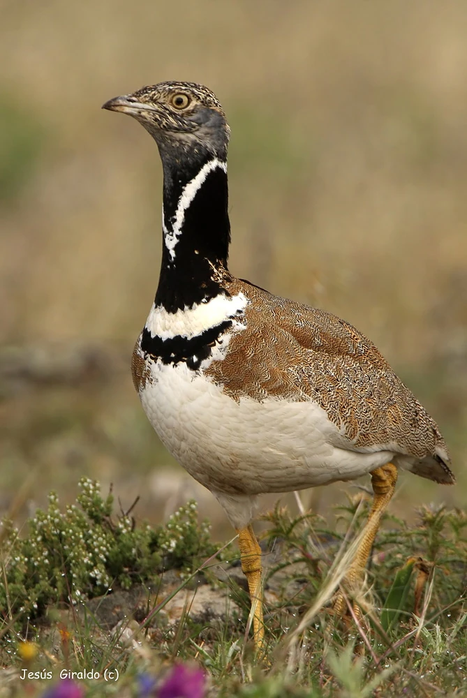 Little Bustard | Animal Database | Fandom