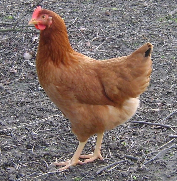Chicken | Animal Database | Fandom