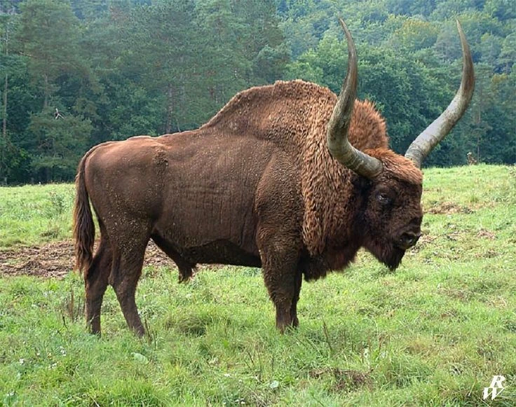Bison latifrons | Animal Database | Fandom