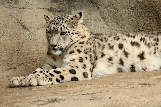Image - Snow Leopard Lying Down.jpg | Animal Database | FANDOM powered ...