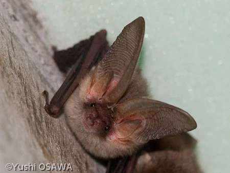 Japanese Long-eared Bat | Animal Database | Fandom