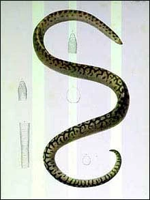 Round Island Burrowing Boa | Animal Database | Fandom