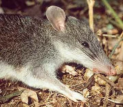 Isarog Shrew Rat | Animal Database | Fandom
