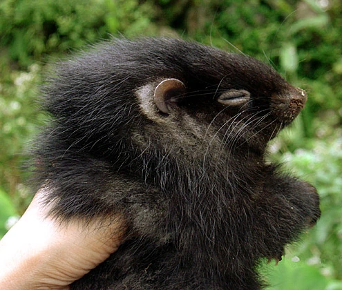 Giant Bushy-tailed Cloud Rat | Animal Database | Fandom