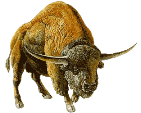 Bison occidentalis | Animal Database | Fandom