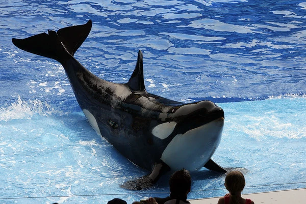 Trua (orca) | Animal Database | Fandom