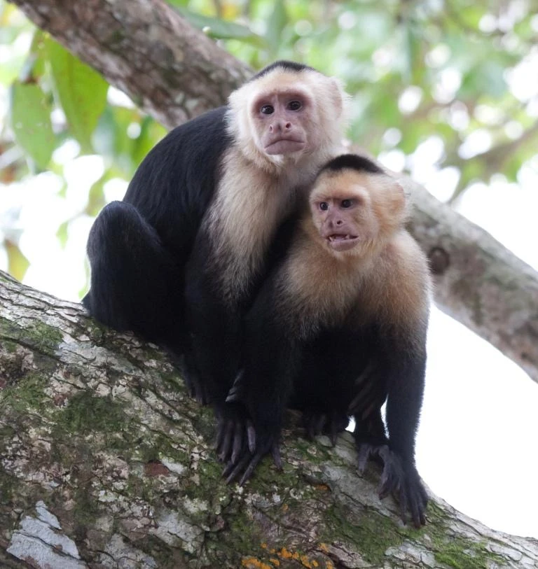 Category:Cebidae | Animal Database | FANDOM powered by Wikia