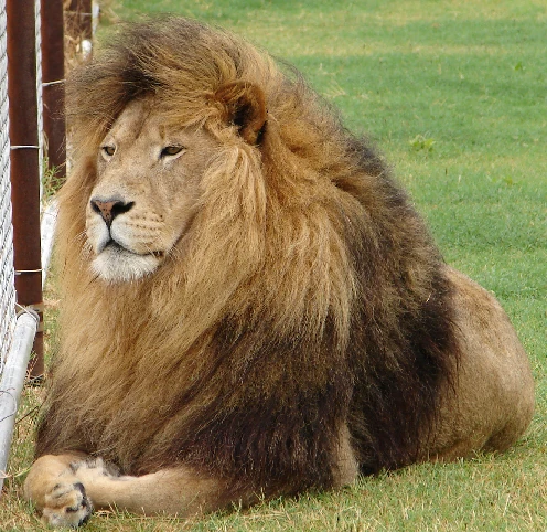 Barbary Lion Sultan