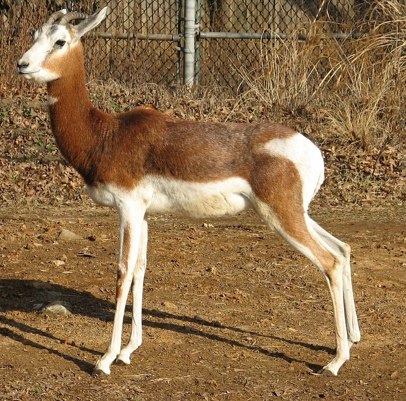 Dama Gazelle | Animal Database | Fandom