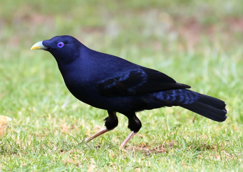 Satin Bowerbird | Animal Database | Fandom