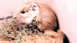 Golden Vizcacha Rat | Animal Database | Fandom