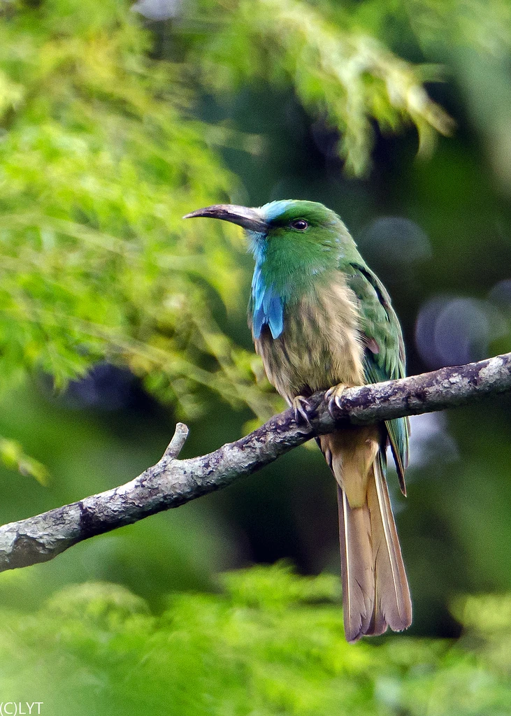 Blue-bearded Bee-eater | Animal Database | FANDOM powered by Wikia