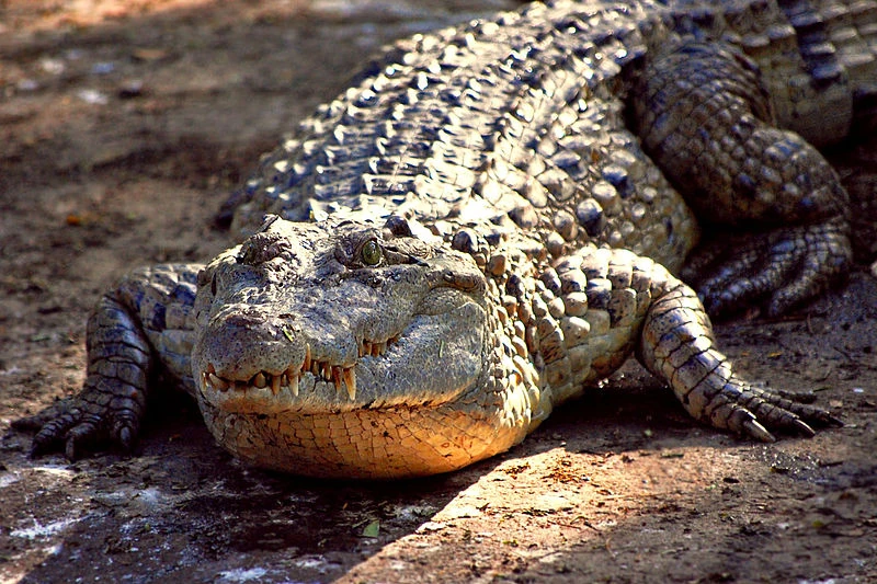 Philippine Crocodile | Animal Database | FANDOM powered by Wikia