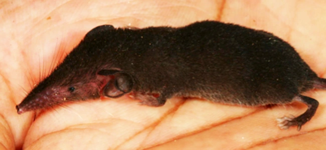Sri Lankan Shrew | Animal Database | Fandom