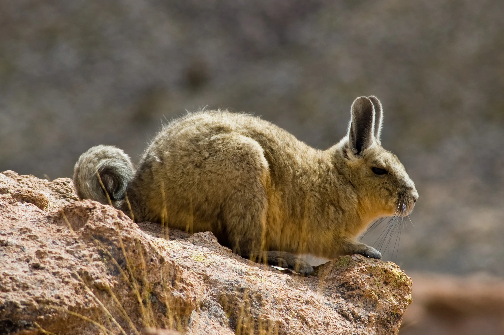 Southern Viscacha | Animal Database | FANDOM powered by Wikia
