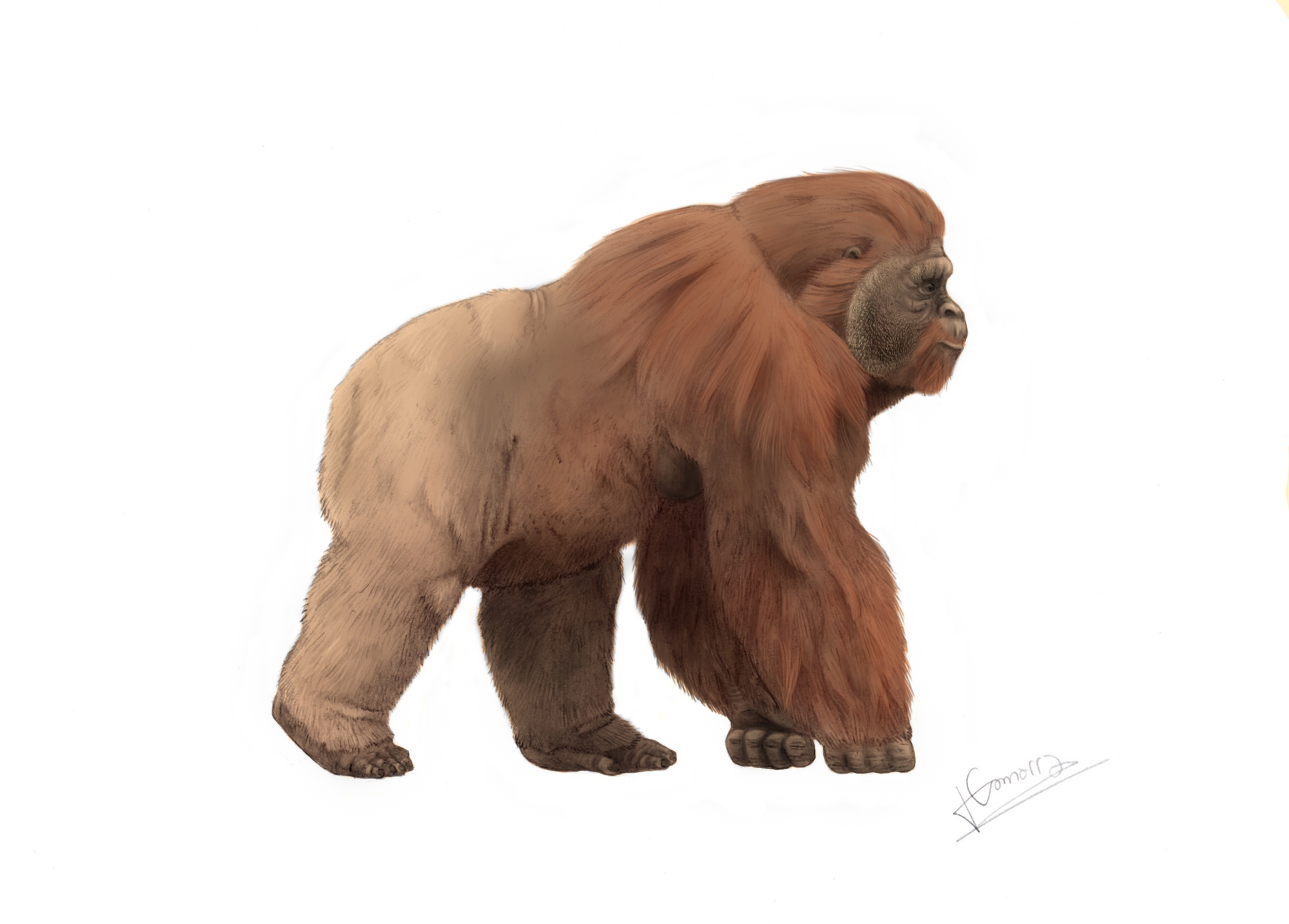 Gigantopithecus | Animal Database | Fandom