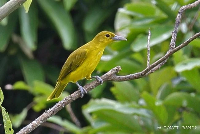 Isabela Oriole | Animal Database | FANDOM powered by Wikia