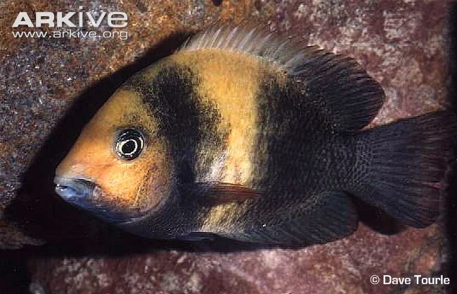 Damba | Animal Database | FANDOM powered by Wikia