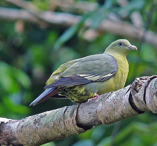 Comoros Green Pigeon | Animal Database | Fandom