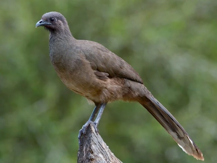 Plain Chachalaca | Animal Database | Fandom