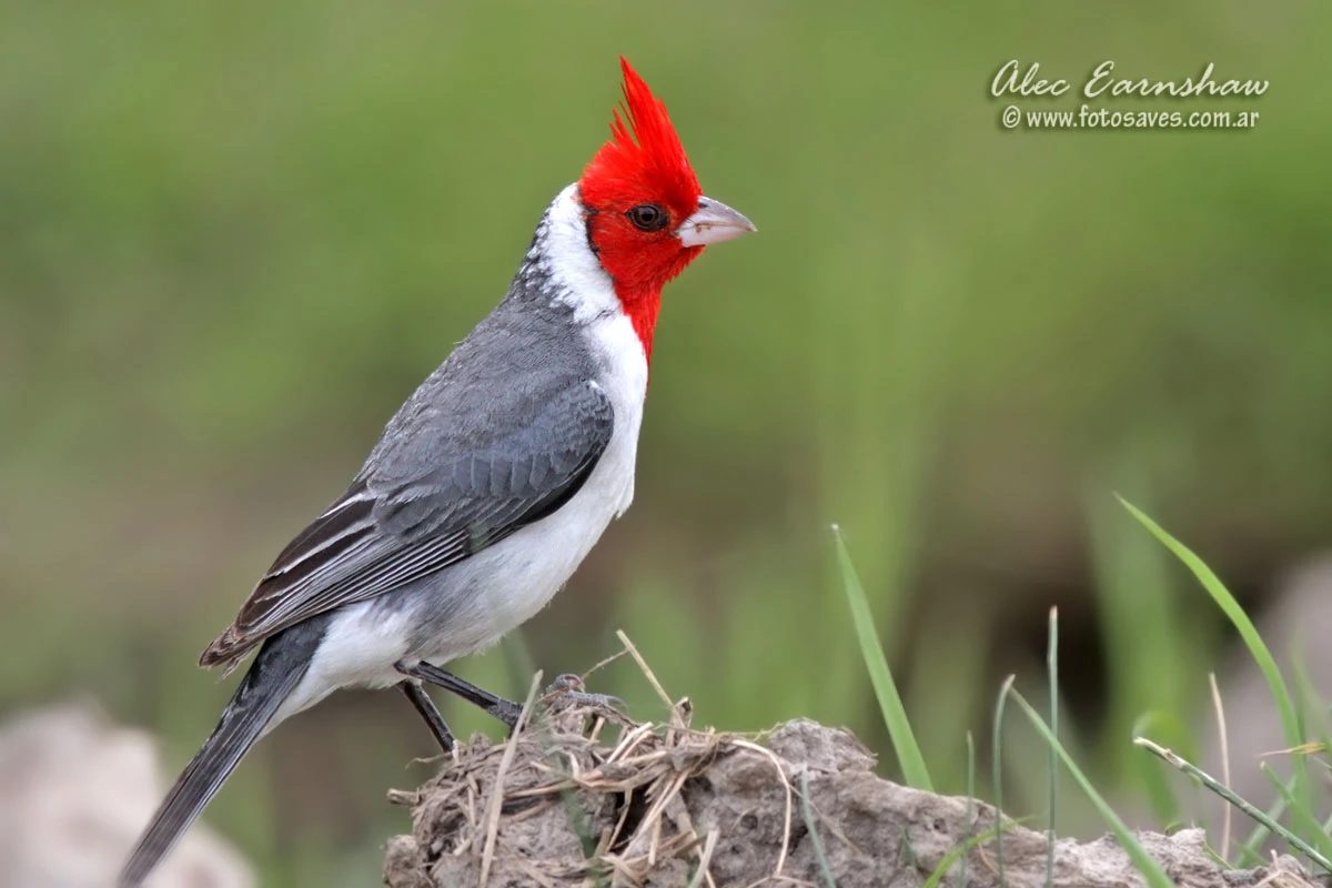 Red-crested Cardinal | Animal Database | FANDOM powered by Wikia