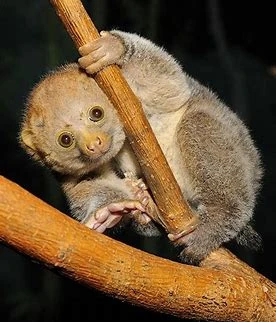 Potto | Animal Database | Fandom