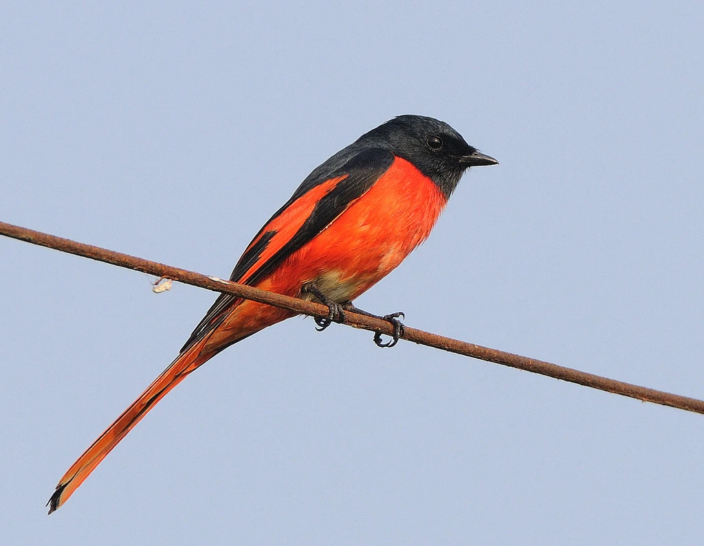Long-tailed Minivet | Animal Database | Fandom