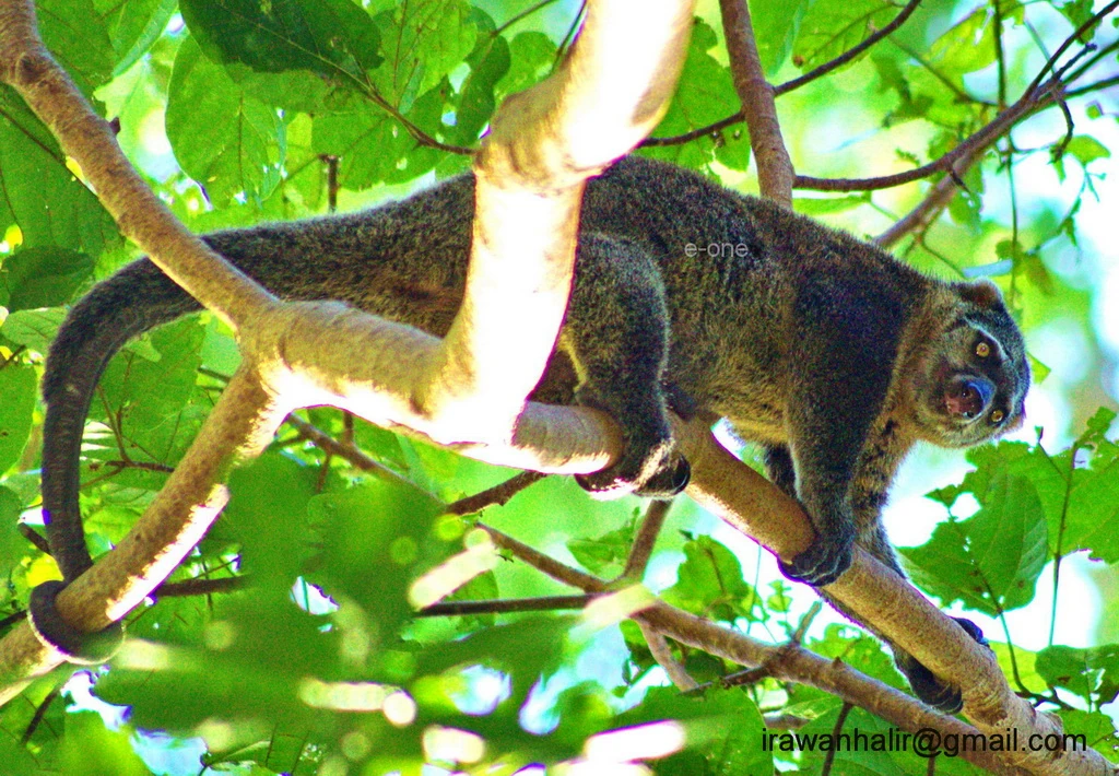 Sulawesi Bear Cuscus | Animal Database | Fandom