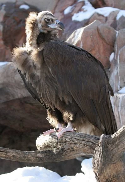 Old World Vulture | Animal Database | Fandom